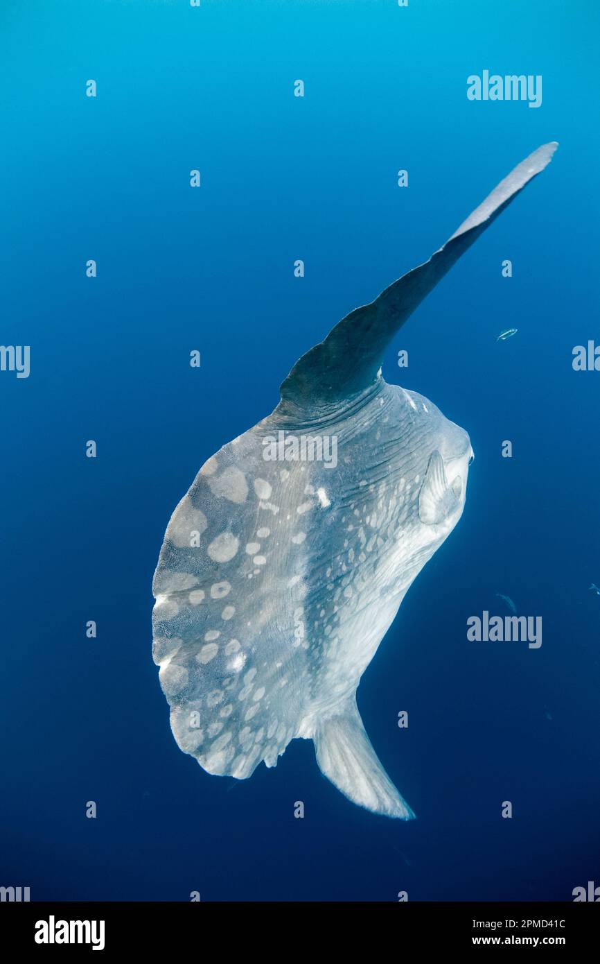 Common mola hi-res stock photography and images - Alamy