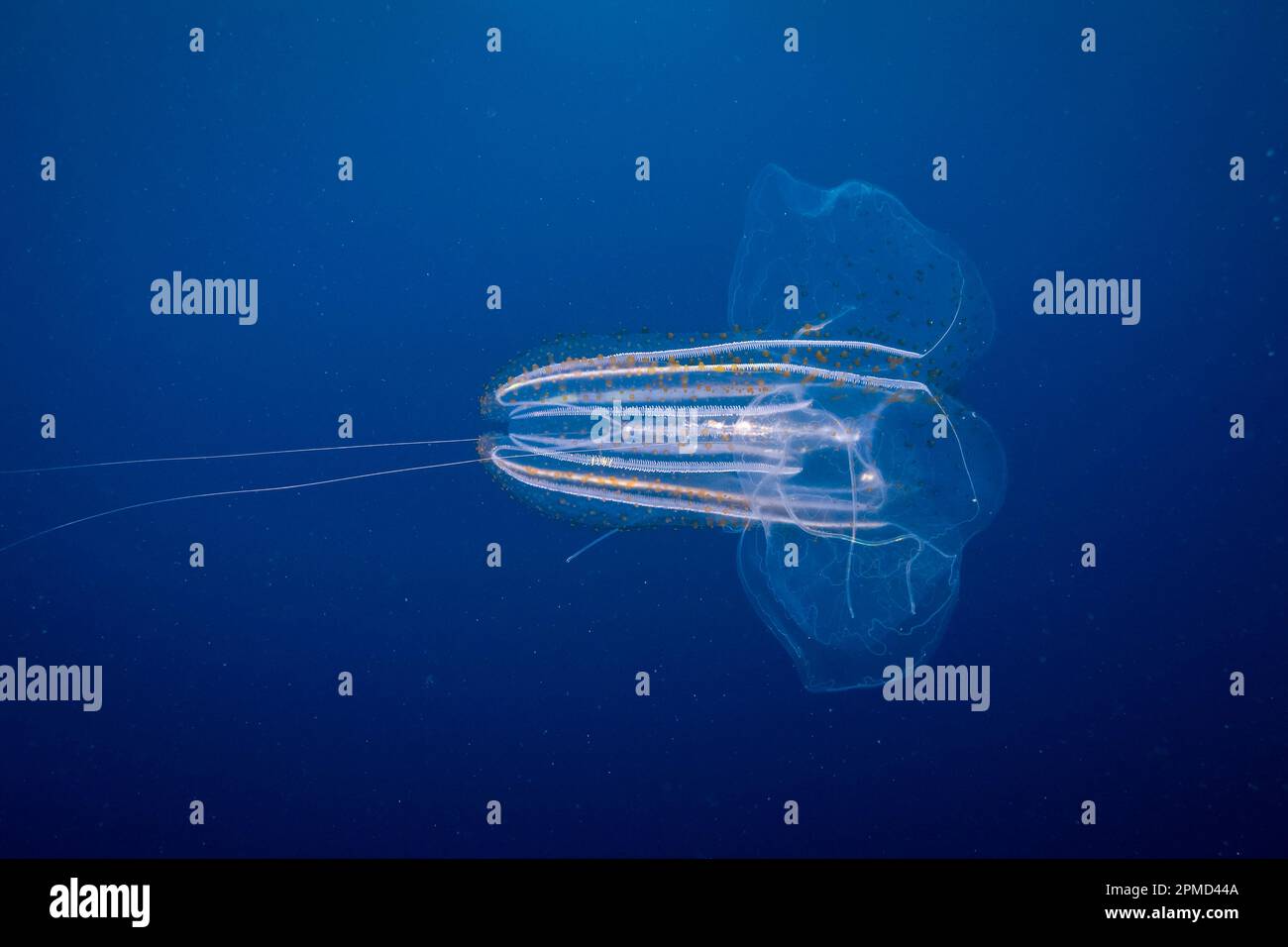 Ctenophore, Leucothea pulchra, nine-mile bank, San Diego, California ...