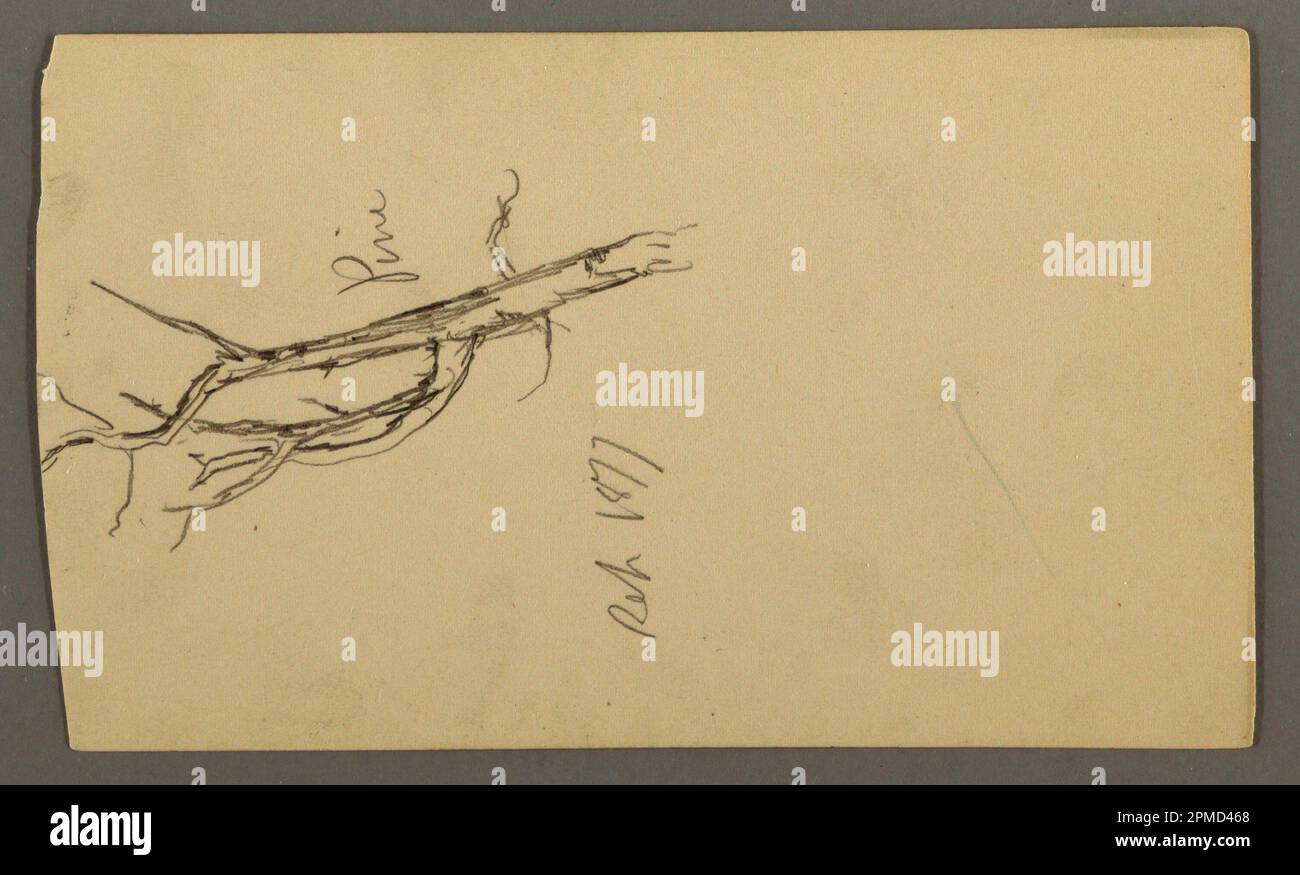 Drawing, Pine; Frederic Edwin Church (American, 1826–1900); USA ...