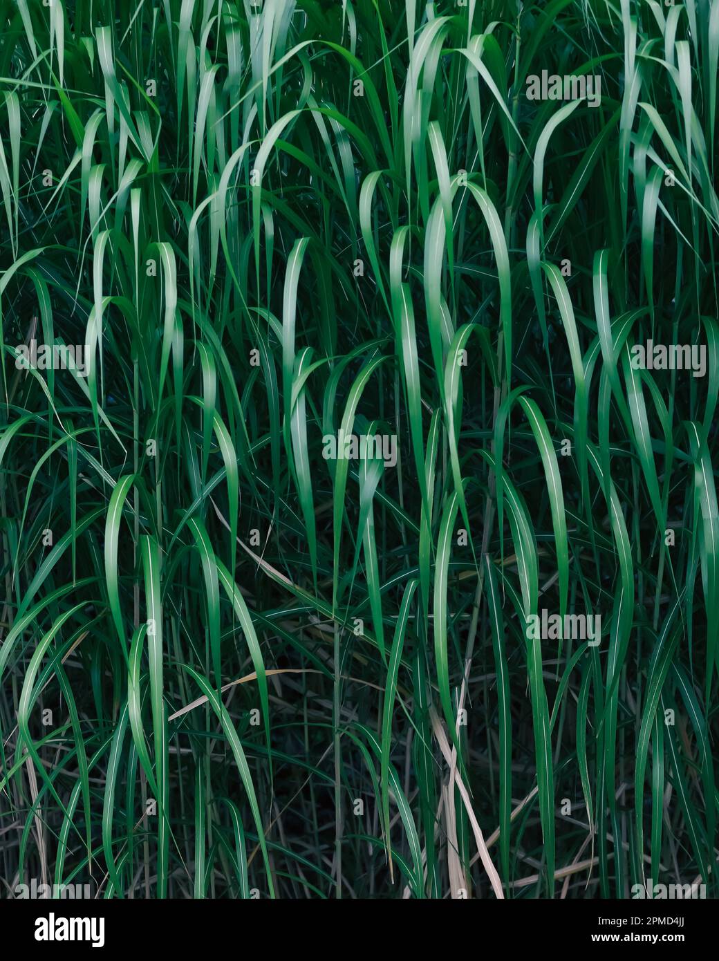 Green screen plants hi-res stock photography and images - Alamy