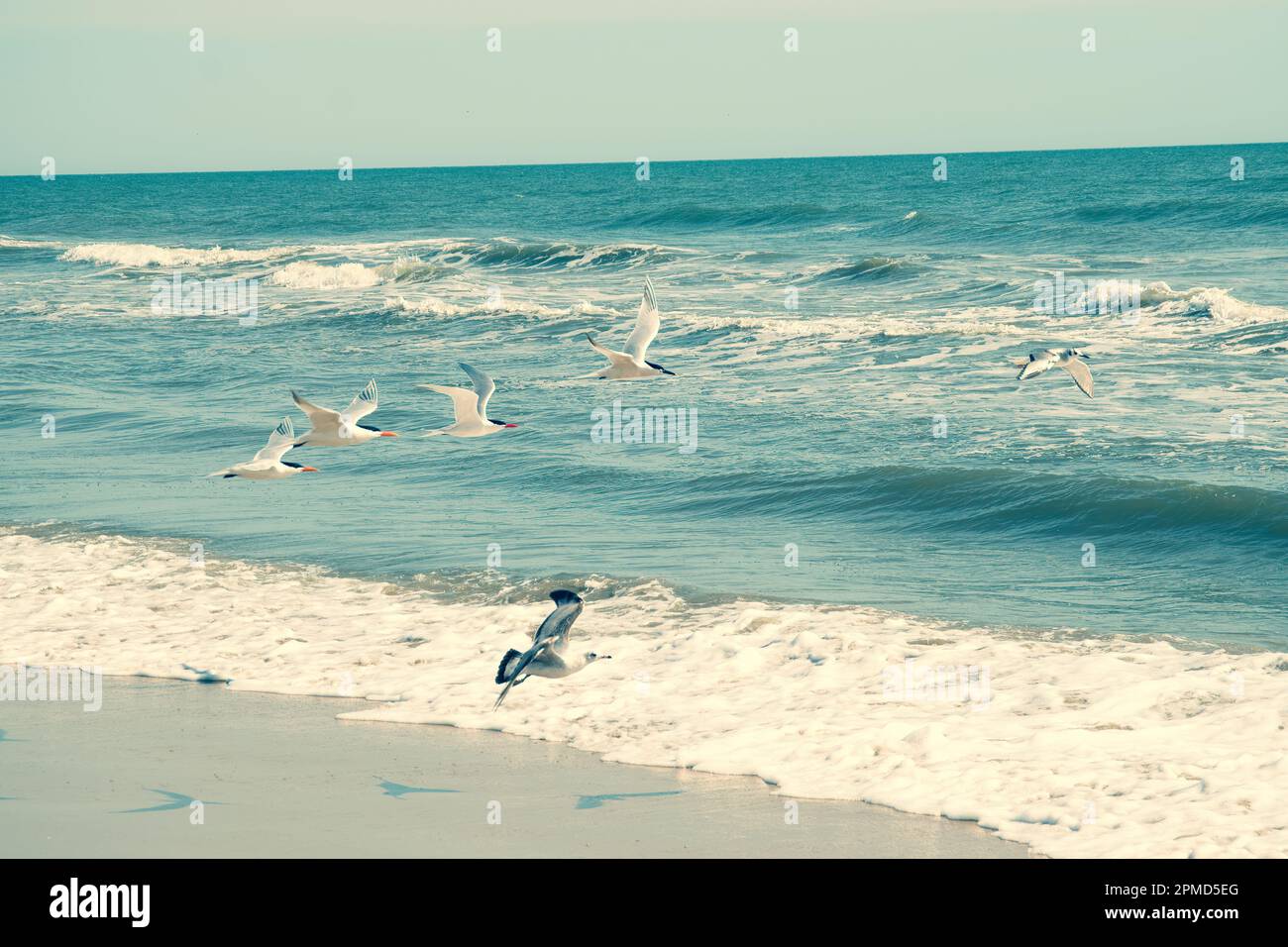 Virginia Beach Coastline