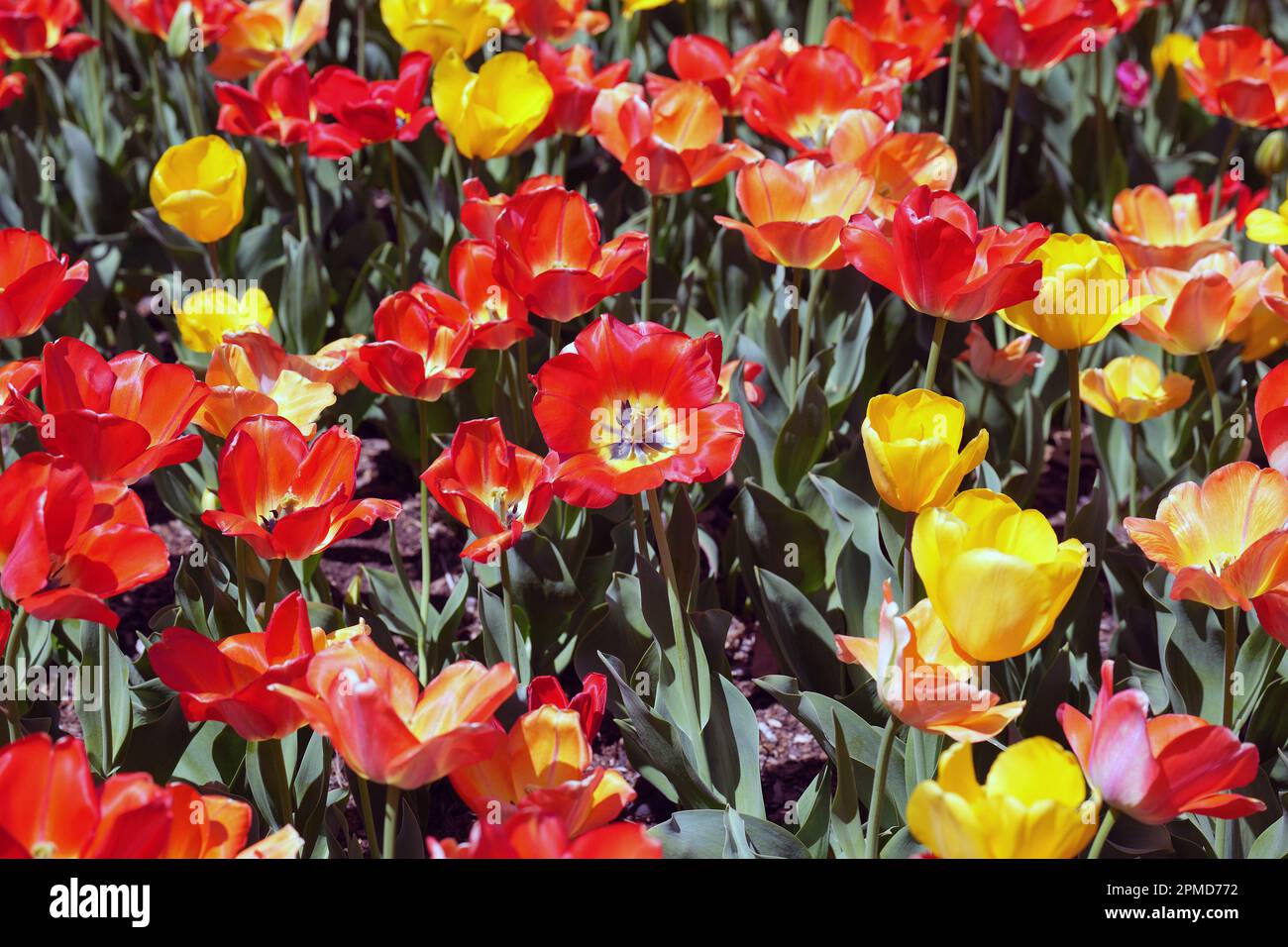 St. Louis, United States. 12th Apr, 2023. Brillant red and yellow ...