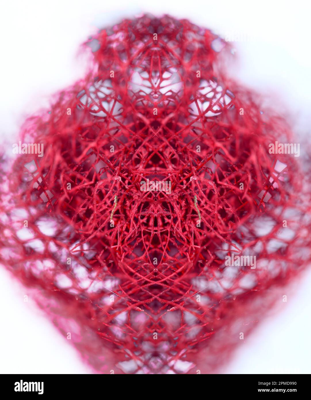 Flower natural potpourri roots strange tropical blossom fruit macro ...