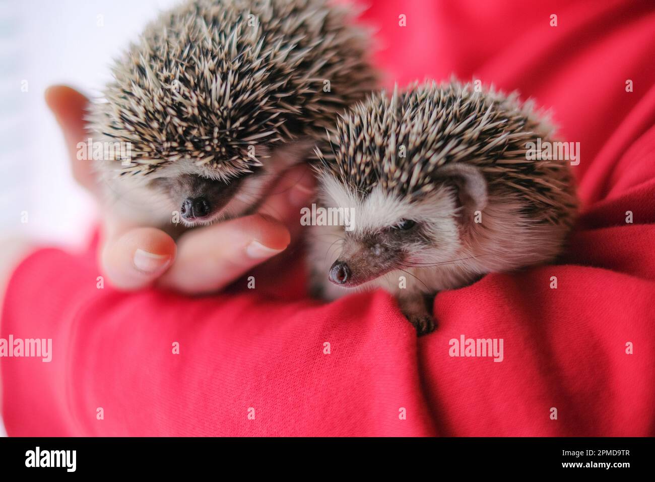 pair of hedgehogs in the arms of a woman in a red hoodie. African pygmy ...