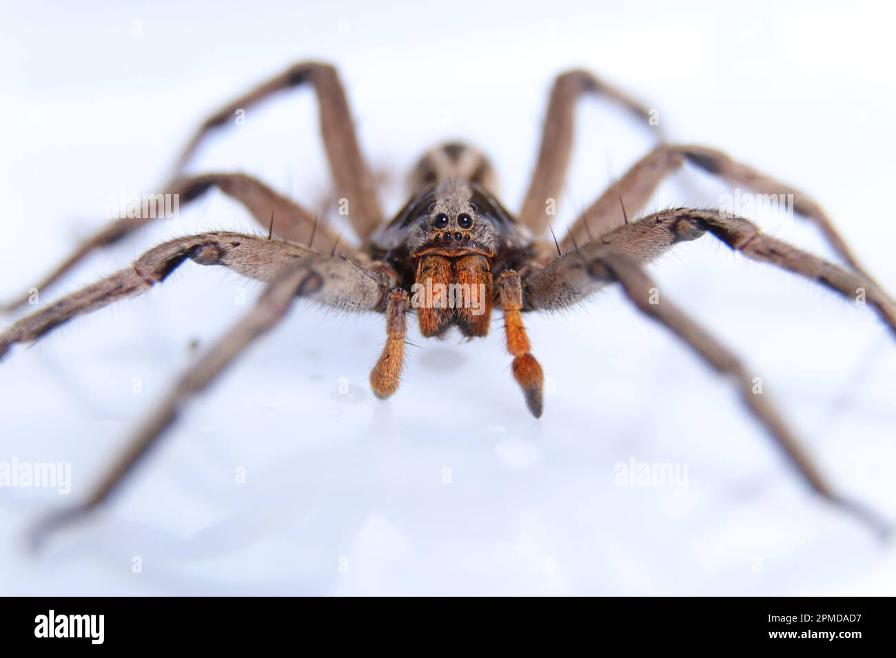 Front macro portrait of a spider on a white background showing eyes and ...