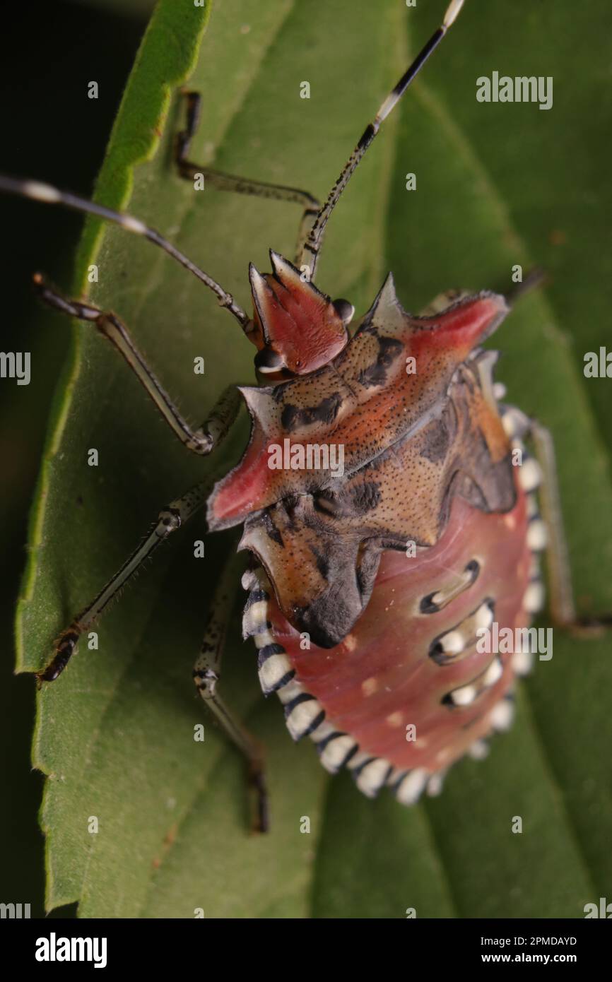Macro of a colorful stink bug nymph (Pentatomidae) on a green leaf ...