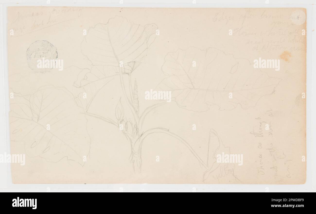 Drawing, Leaves; Frederic Edwin Church (American, 1826–1900); USA ...