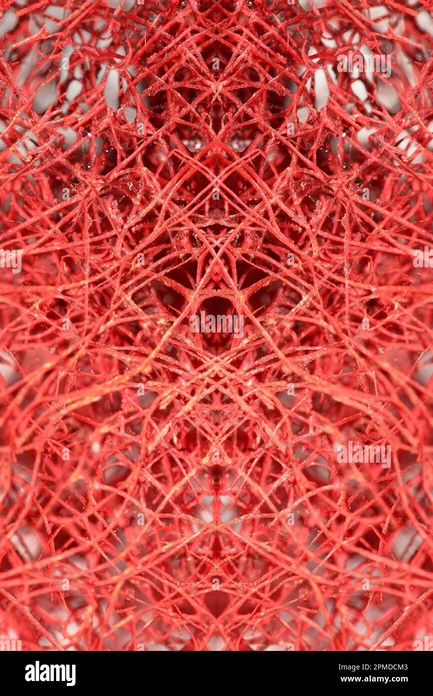 Flower natural potpourri roots strange tropical blossom fruit macro ...