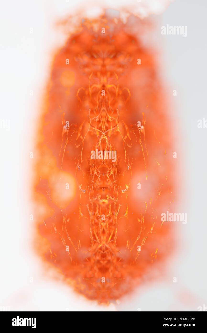 Flower natural potpourri roots strange tropical blossom fruit macro ...