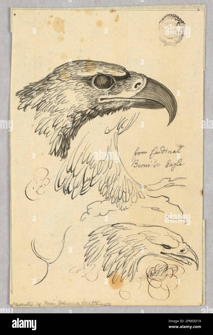 Drawing, Studies of Two Eagle Heads and One Wing, from Cardinal Bernis ...