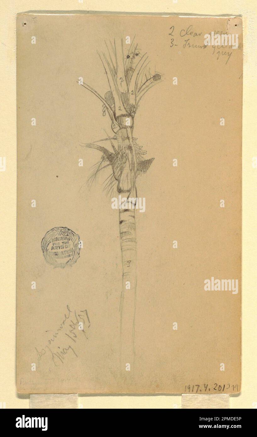 Drawing, Leaves and Stem of a Palm Tree, Aspinwall, Panama; Frederic ...