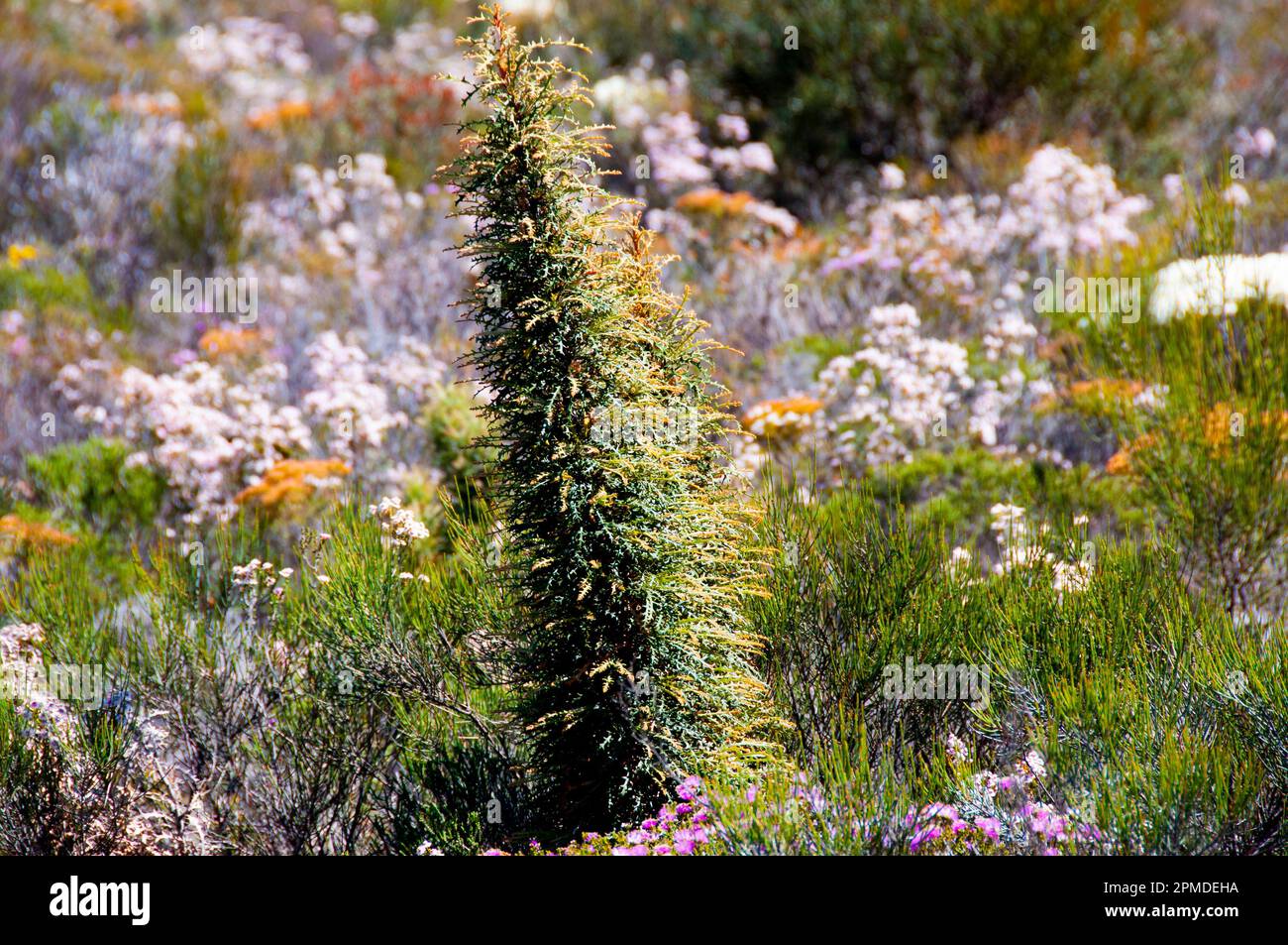 Spring Wildflowers - Western Australia Stock Photo - Alamy