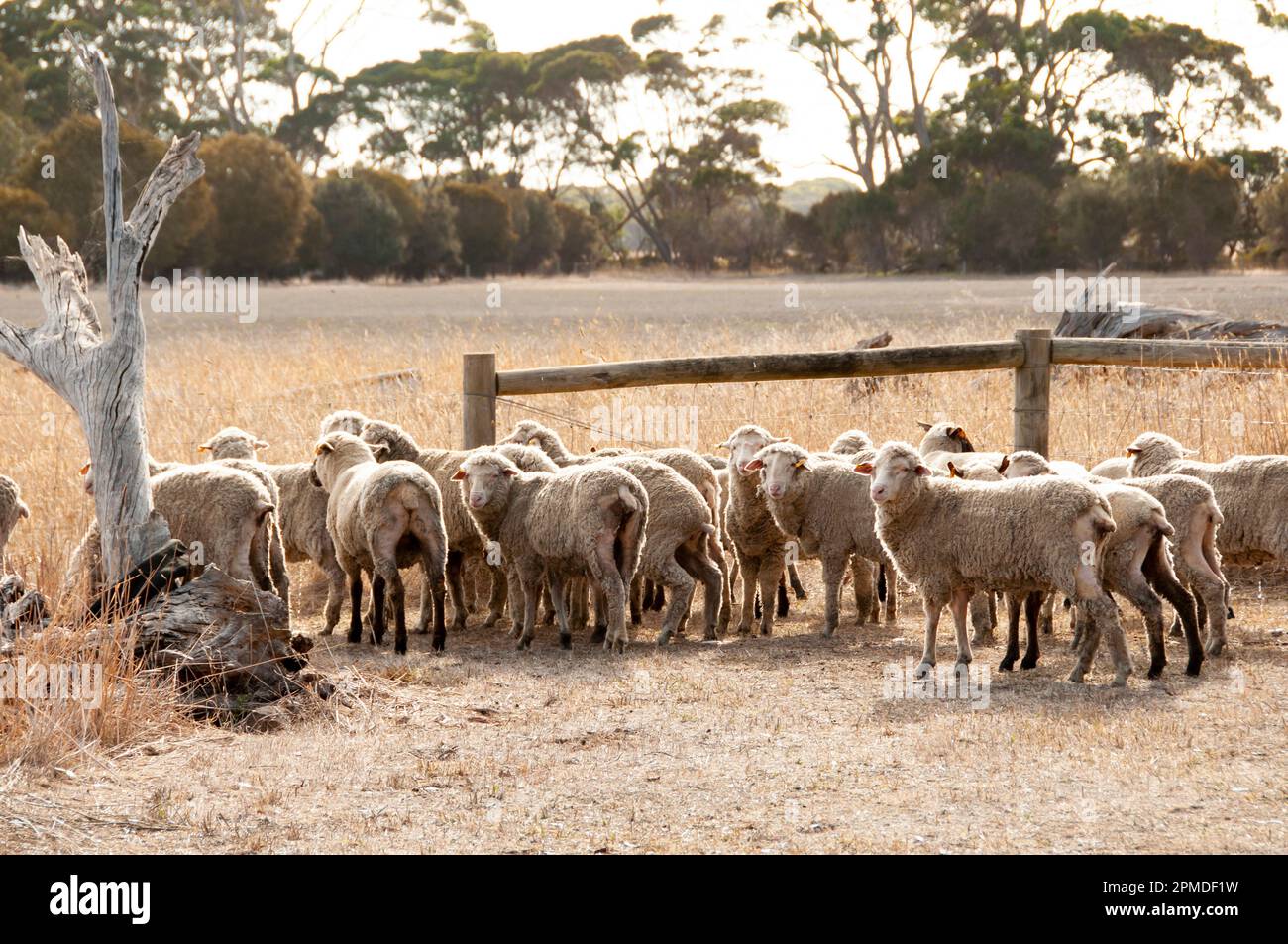 Sheep enclosure hi-res stock photography and images - Alamy