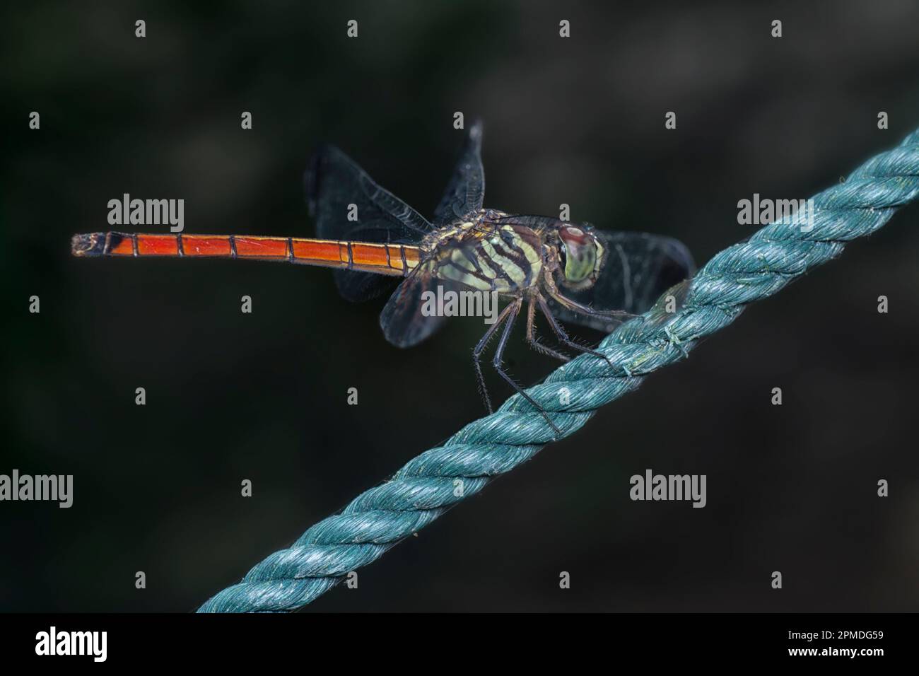 Red tailed dragonfly hi-res stock photography and images - Alamy