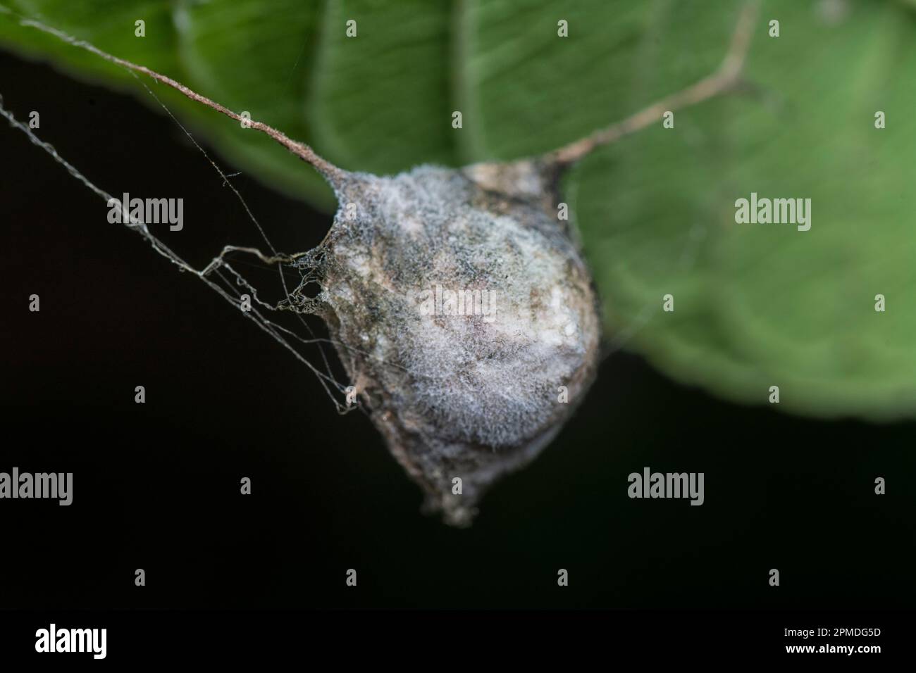 spider woven sac hanging on the leaves Stock Photo - Alamy