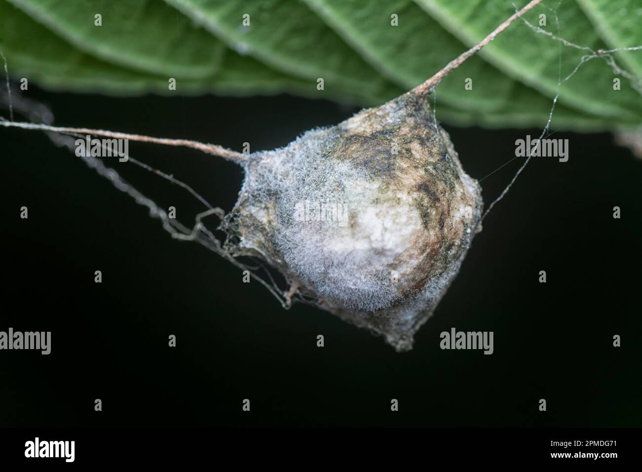 spider woven sac hanging on the leaves Stock Photo - Alamy