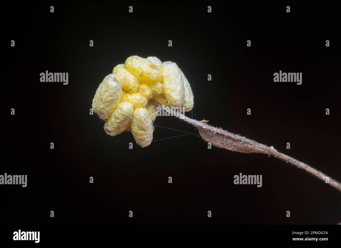 Hyperparasite hi-res stock photography and images - Alamy