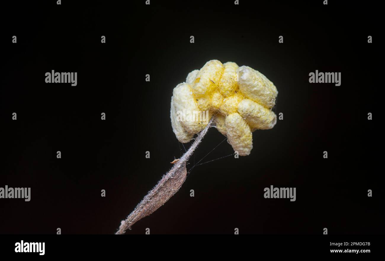 Hyperparasite hi-res stock photography and images - Alamy