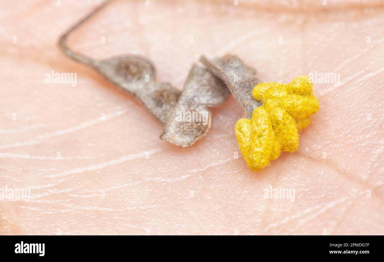 Hyperparasite hi-res stock photography and images - Alamy