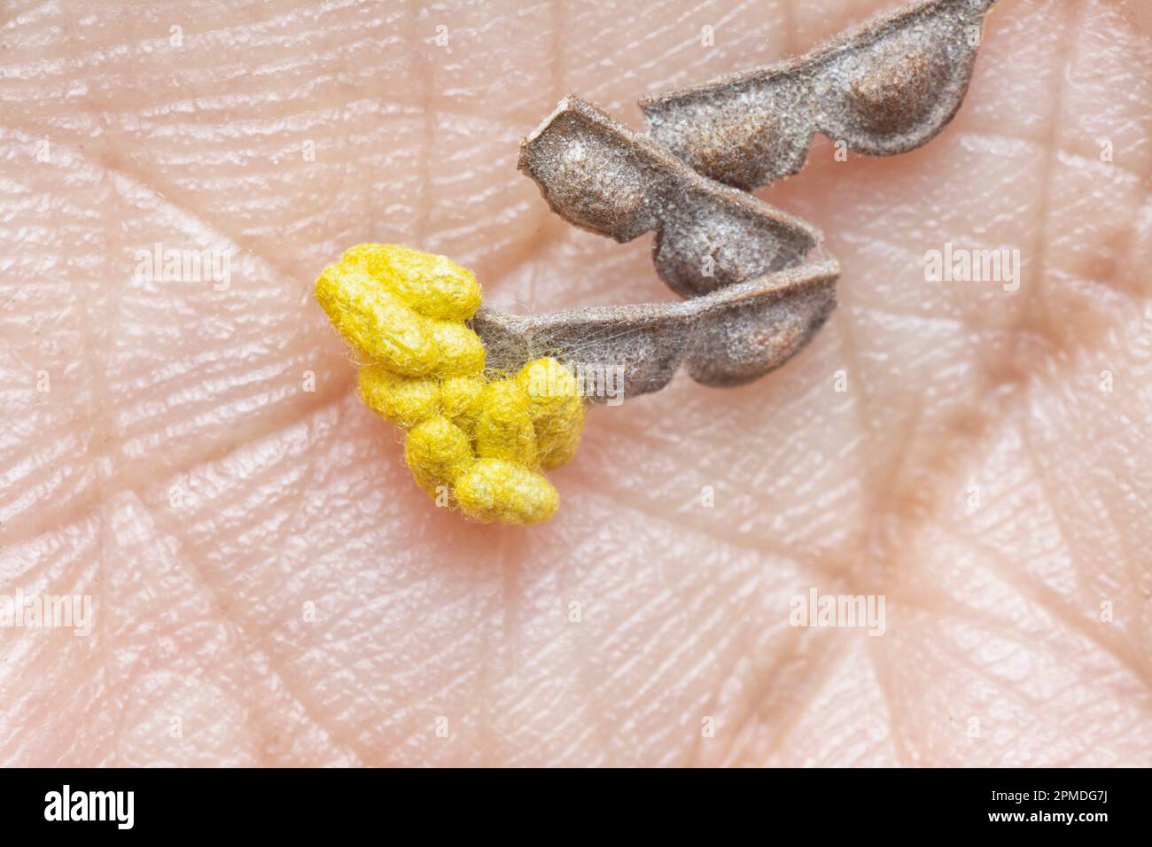 close up of the yellow hyperparasite hanging on the dried twig Stock ...