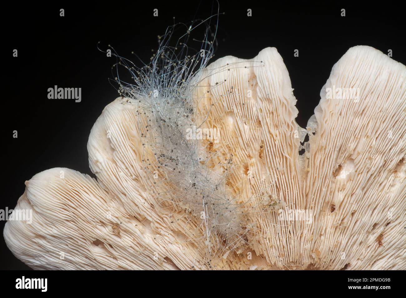 closeup shot of the decaying cap termitomyces mushrooms Stock Photo - Alamy