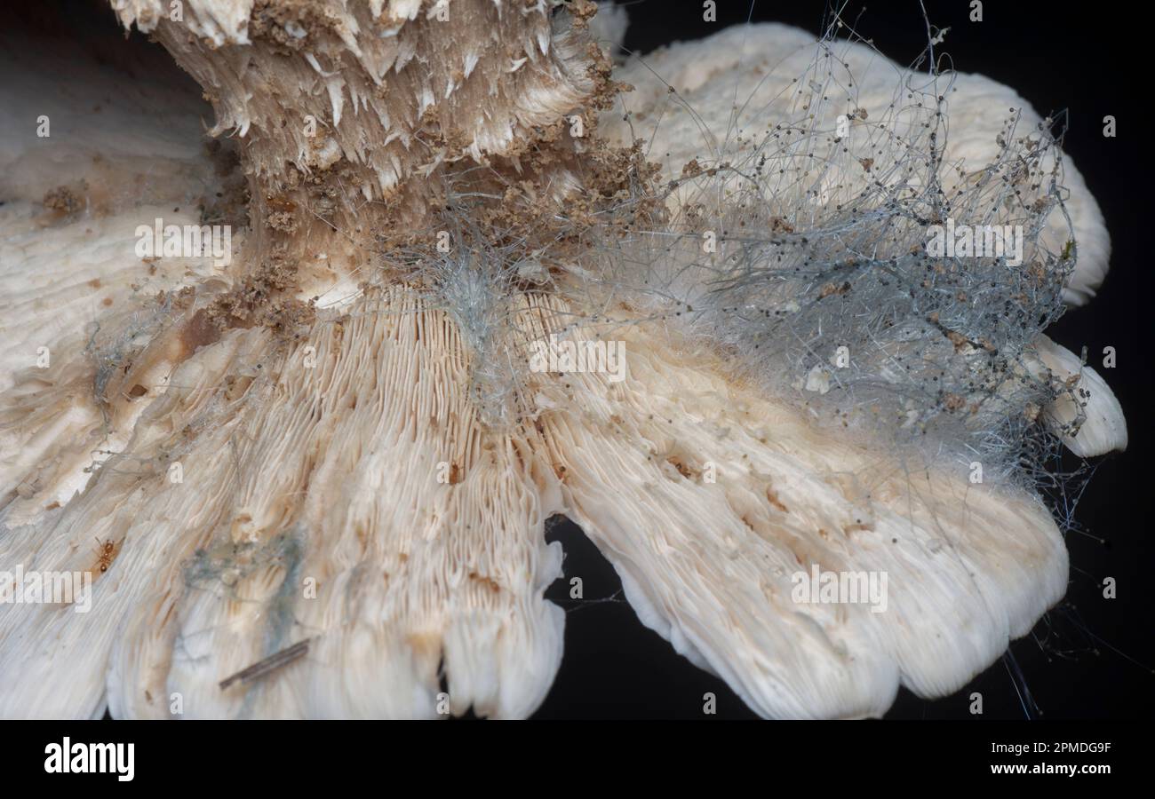 closeup shot of the decaying cap termitomyces mushrooms Stock Photo - Alamy