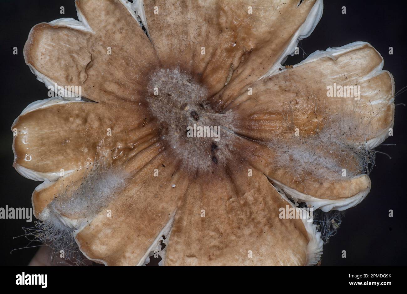 Termitomyces mushrooms hi-res stock photography and images - Alamy