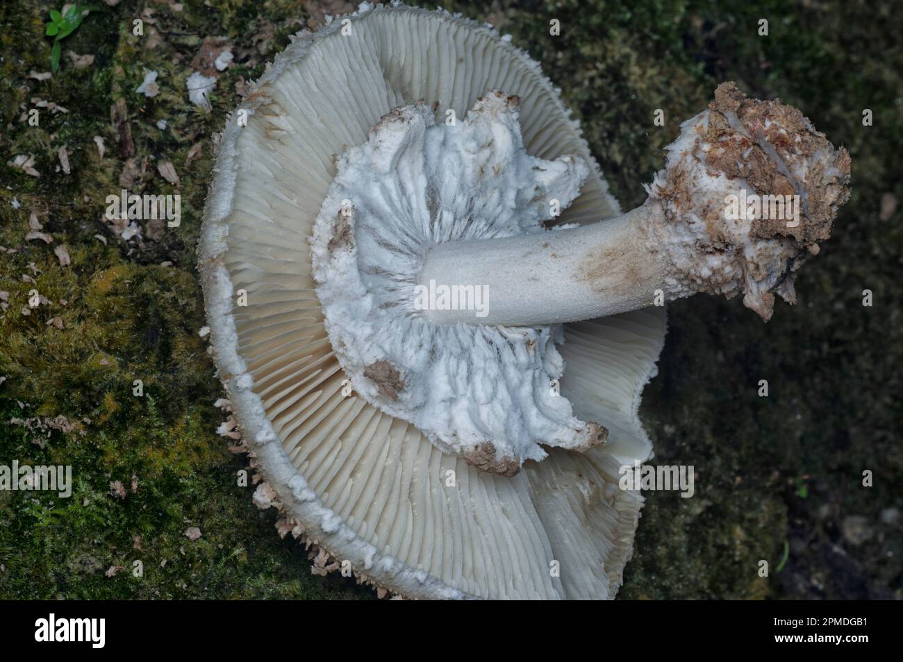 Termitomyces hi-res stock photography and images - Alamy
