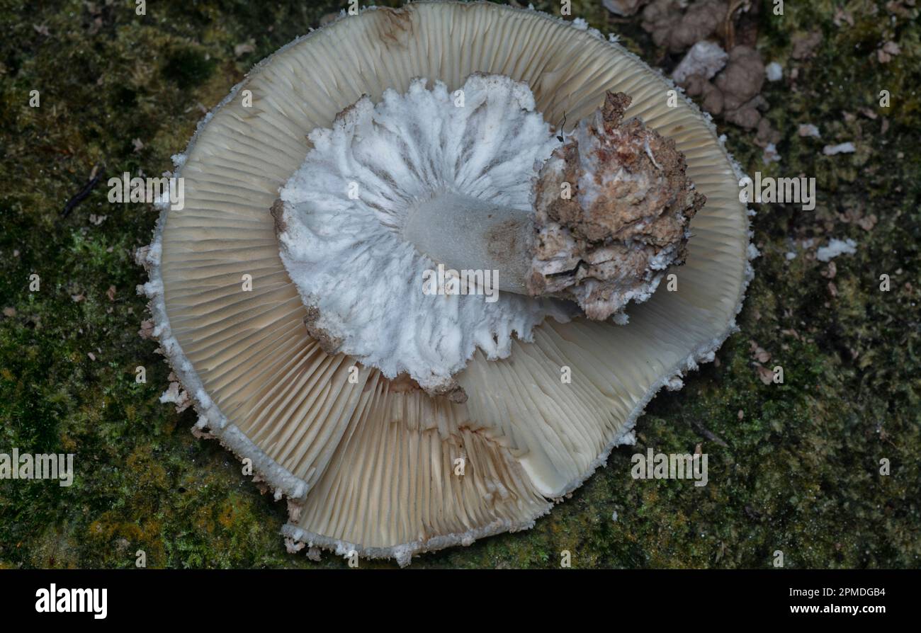 closeup shot of the decaying cap termitomyces mushrooms Stock Photo - Alamy