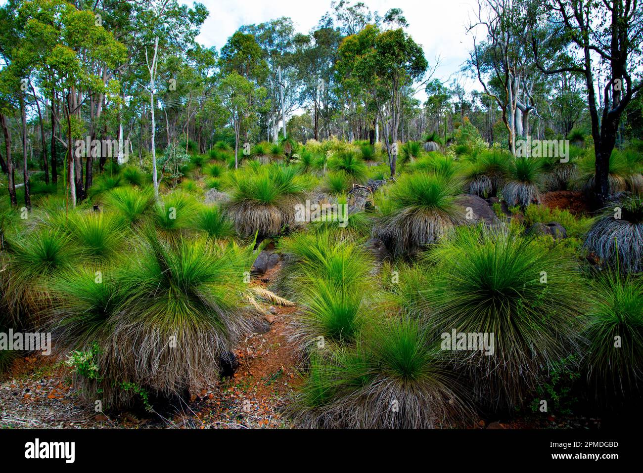 John forest national park hi-res stock photography and images - Alamy