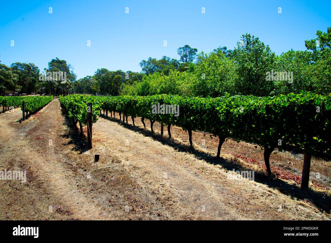 Shiraz Vineyard - Margaret River - Western Australia Stock Photo - Alamy
