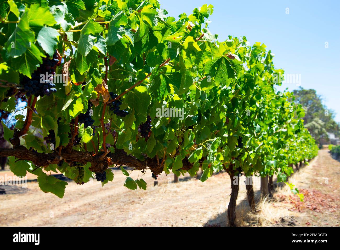 Shiraz Vineyard - Margaret River - Western Australia Stock Photo - Alamy