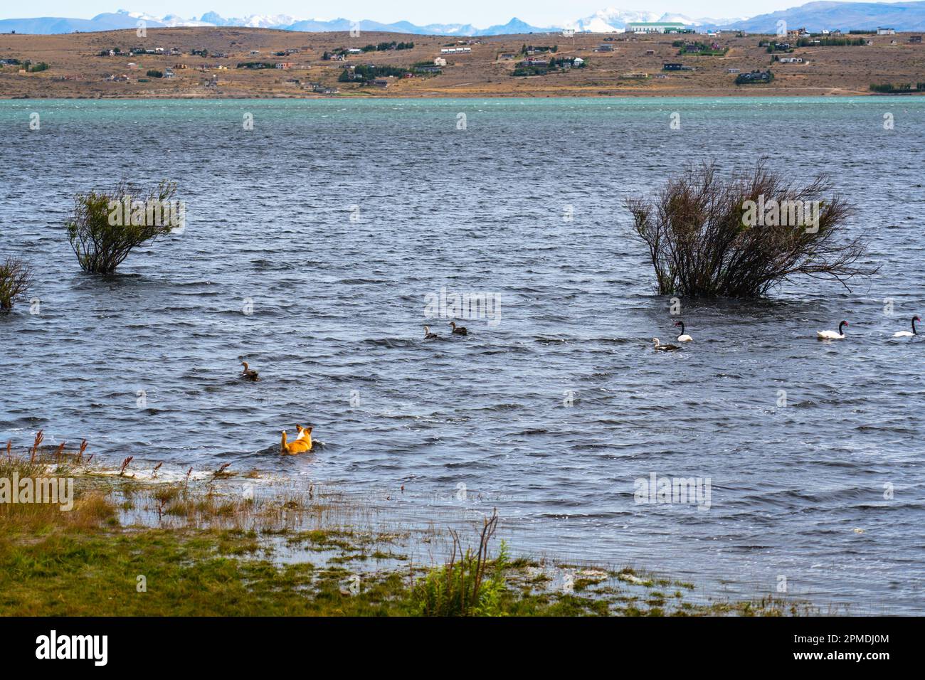 Hunting dog chasing wild ducks swimming in water with Background of ...