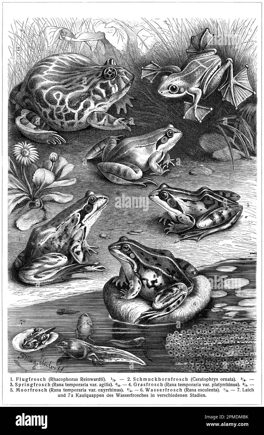 Various types of frogs, eggs and tadpoles and stages of their ...
