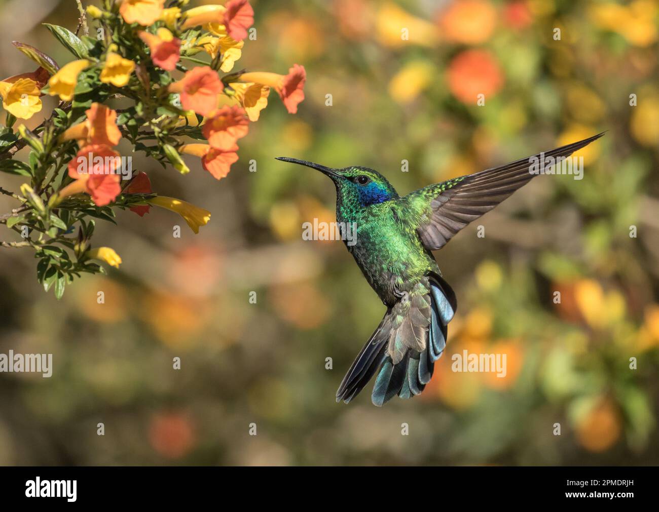 Closeup of Lesser Violetear hummingbird in flight and feeding from ...