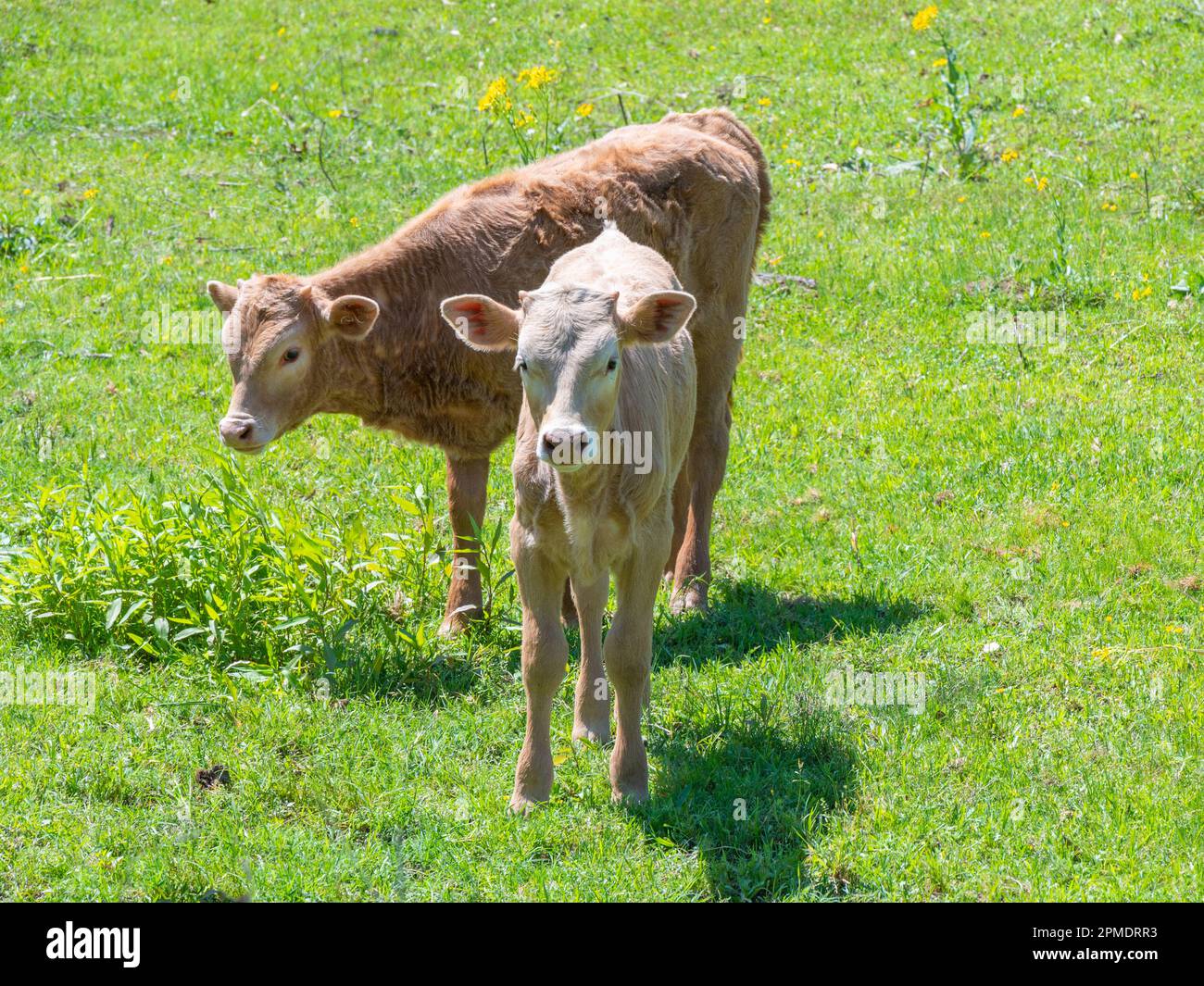 Cows grazing in lush green grass field hi-res stock photography and images - Alamy
