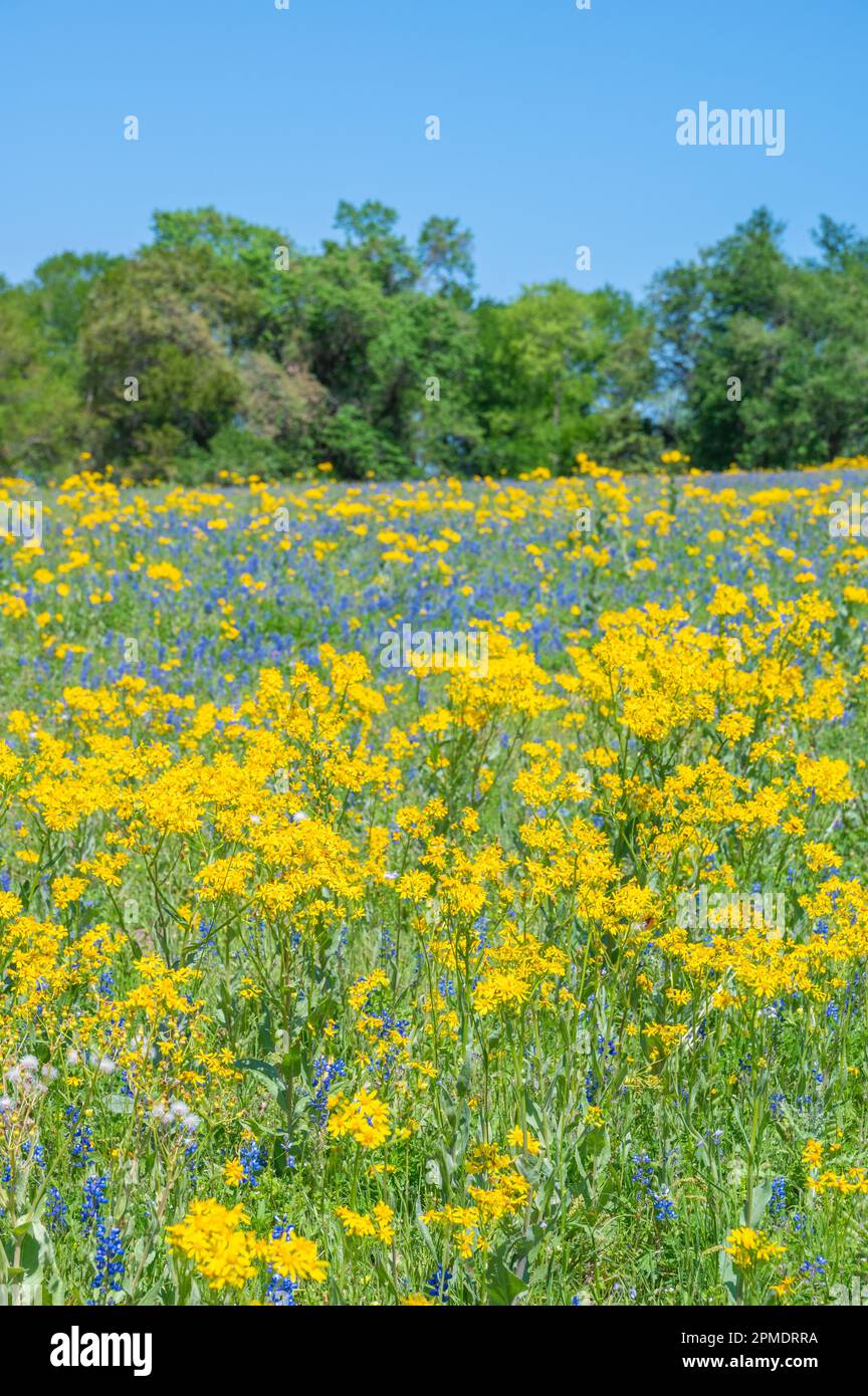 The vibrant yellow blooms of Texas groundsel in front of a patch of ...