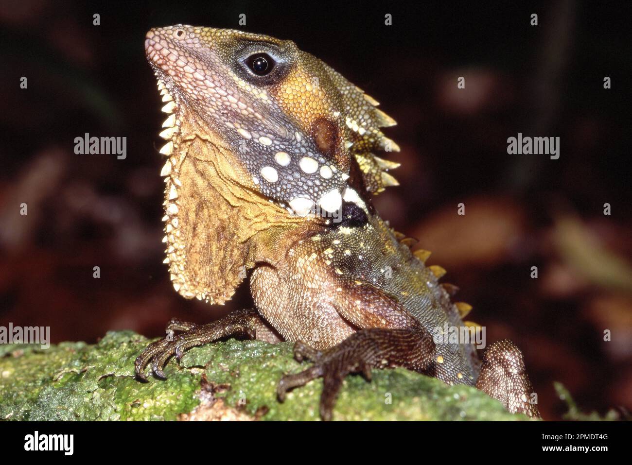 Close up of Australian Boyd's Forest Dragon Stock Photo - Alamy