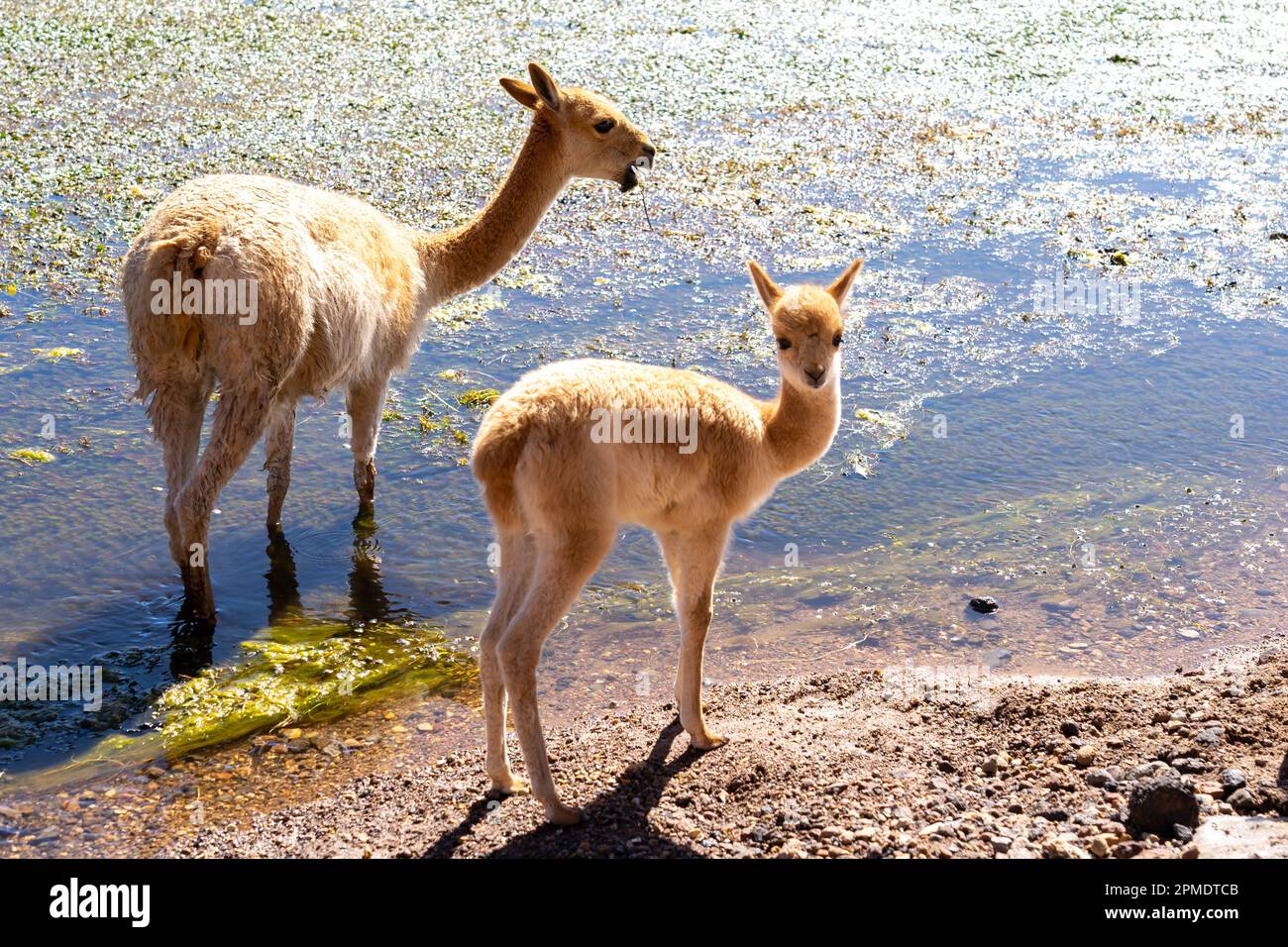 A vicuna with a vicuna baby at the edge of the water near San Pedro de ...
