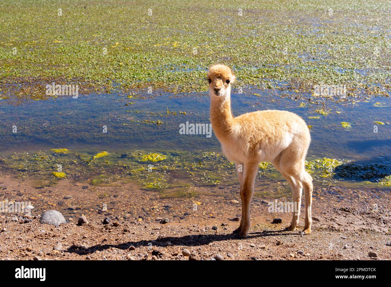 Pedro swamp hi-res stock photography and images - Alamy