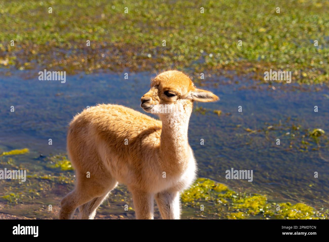 A vicuna baby at the edge of the water near San Pedro de Atacama, Chile ...