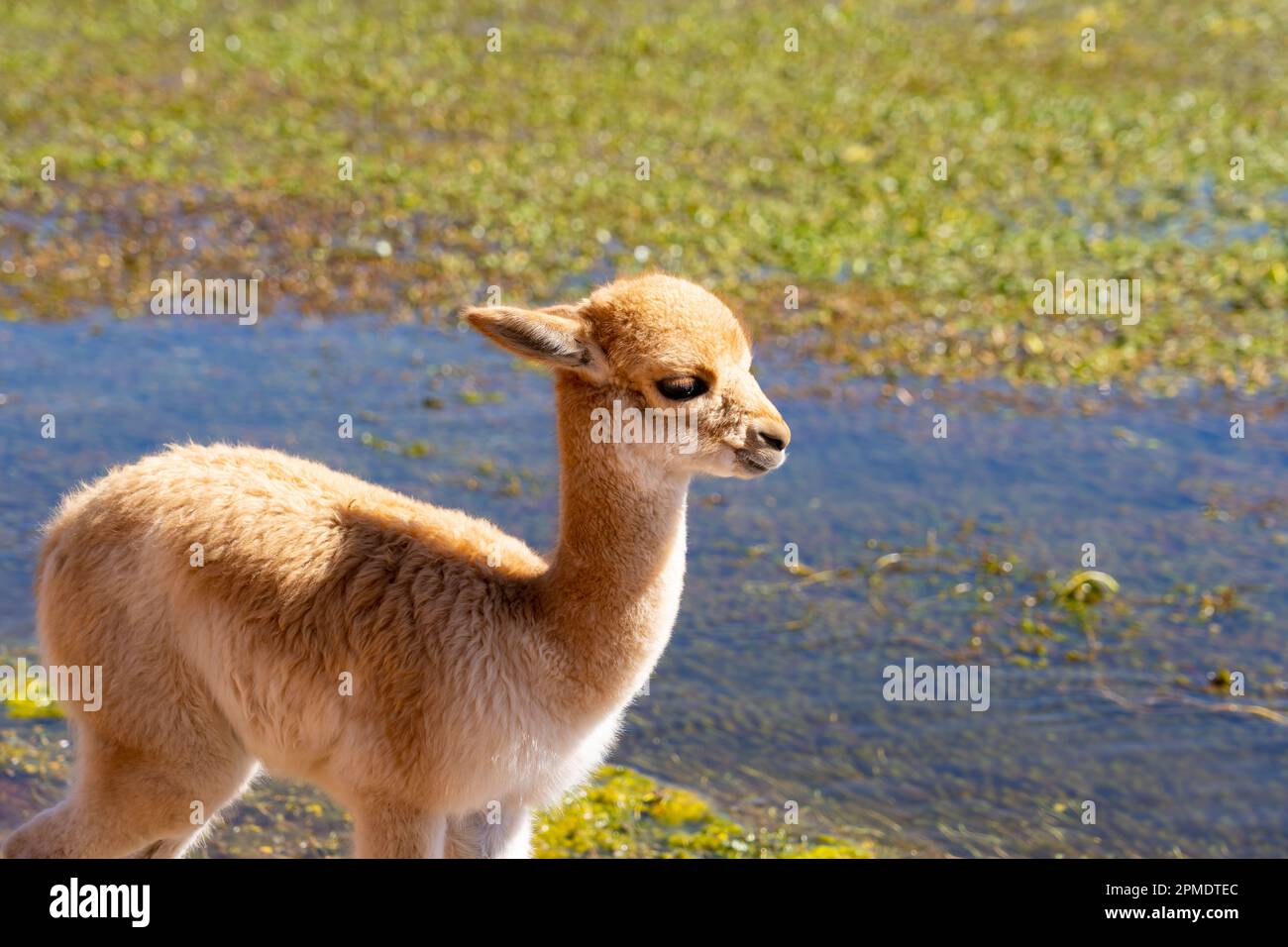 A vicuna baby at the edge of the water near San Pedro de Atacama, Chile ...
