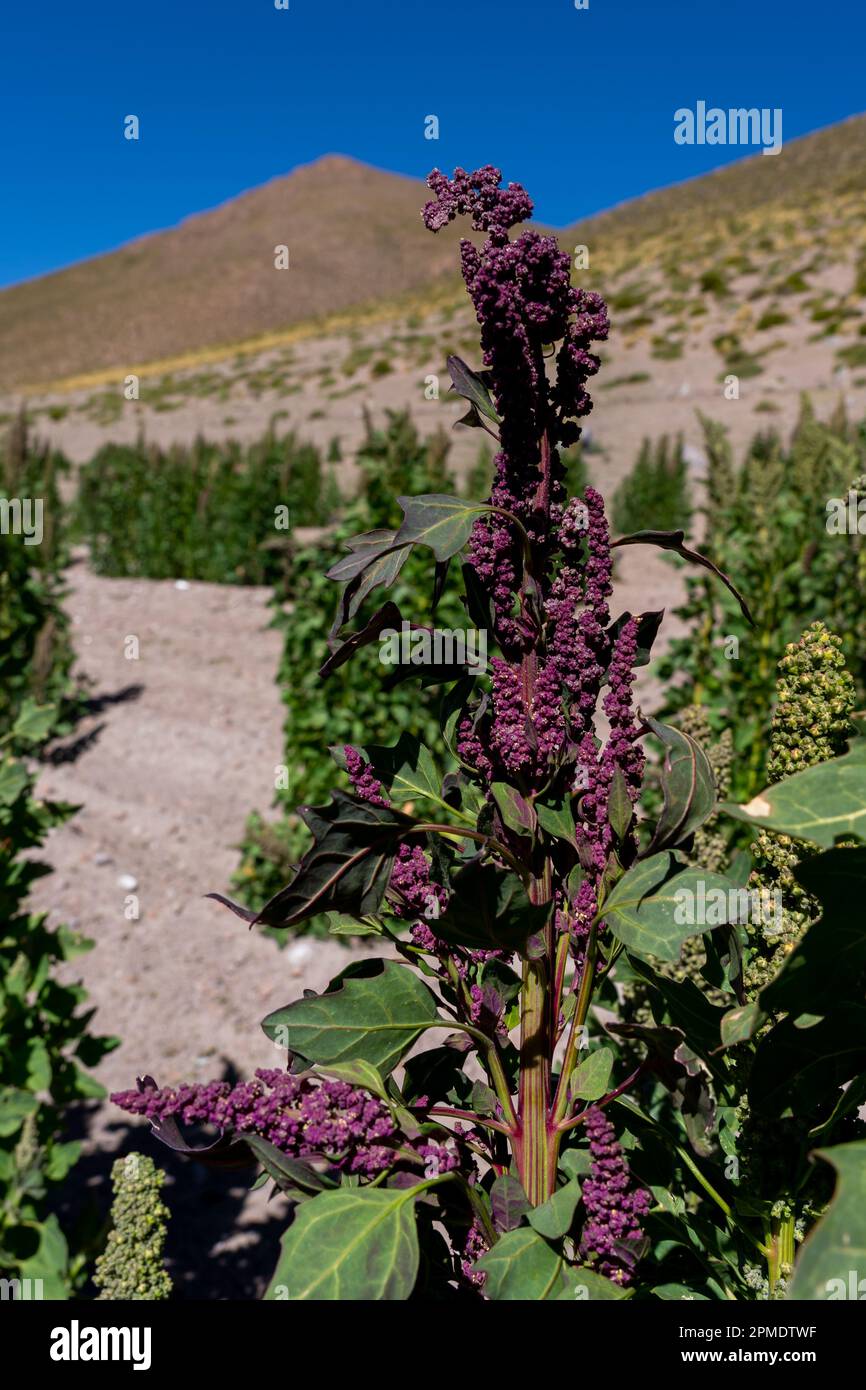 A stalk of Quinoa plants at a farm field in Bolivian Stock Photo - Alamy