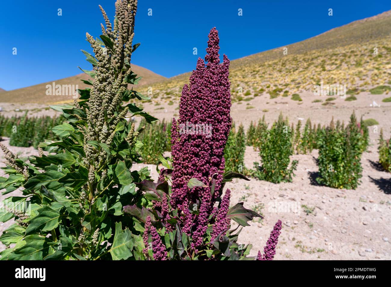A stalk of Quinoa plants at a farm field in Bolivian Stock Photo - Alamy