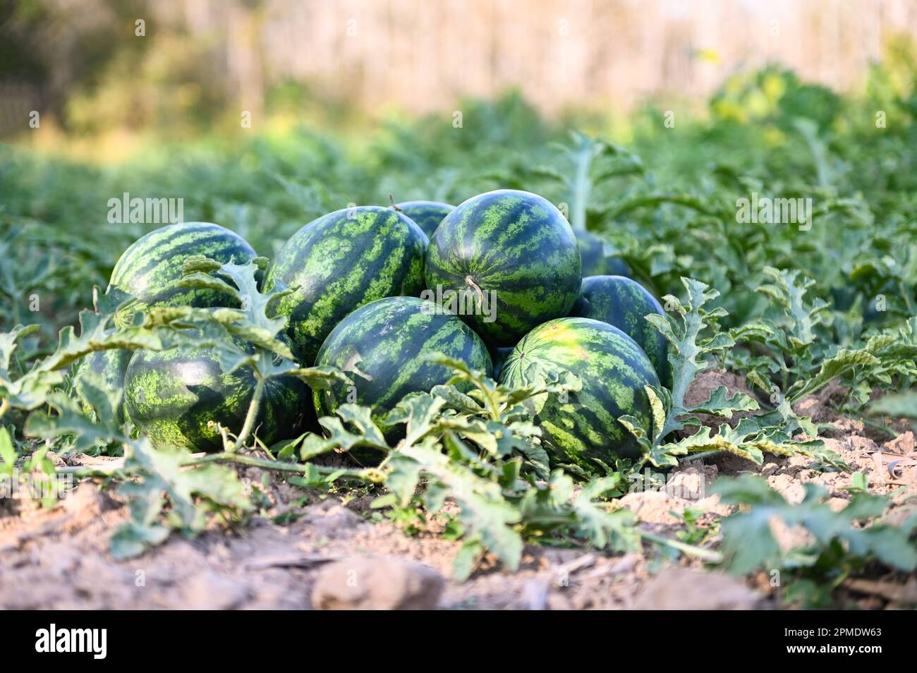 watermelon field with watermelon fruit fresh watermelon on ground ...