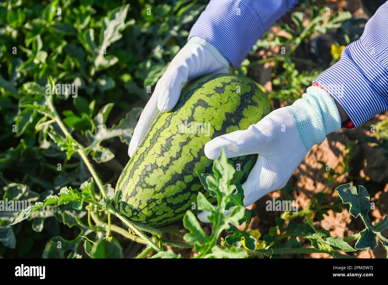 watermelon in watermelon field - fresh watermelon fruit on hand ...