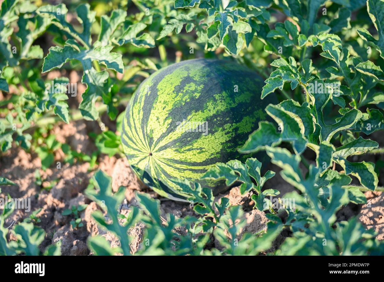 watermelon field with watermelon fruit fresh watermelon on ground agriculture garden watermelon ...