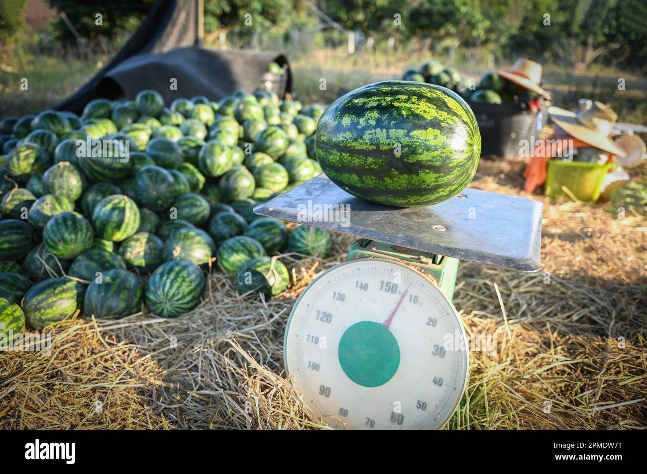 Fruits on weighing scale hi-res stock photography and images - Alamy