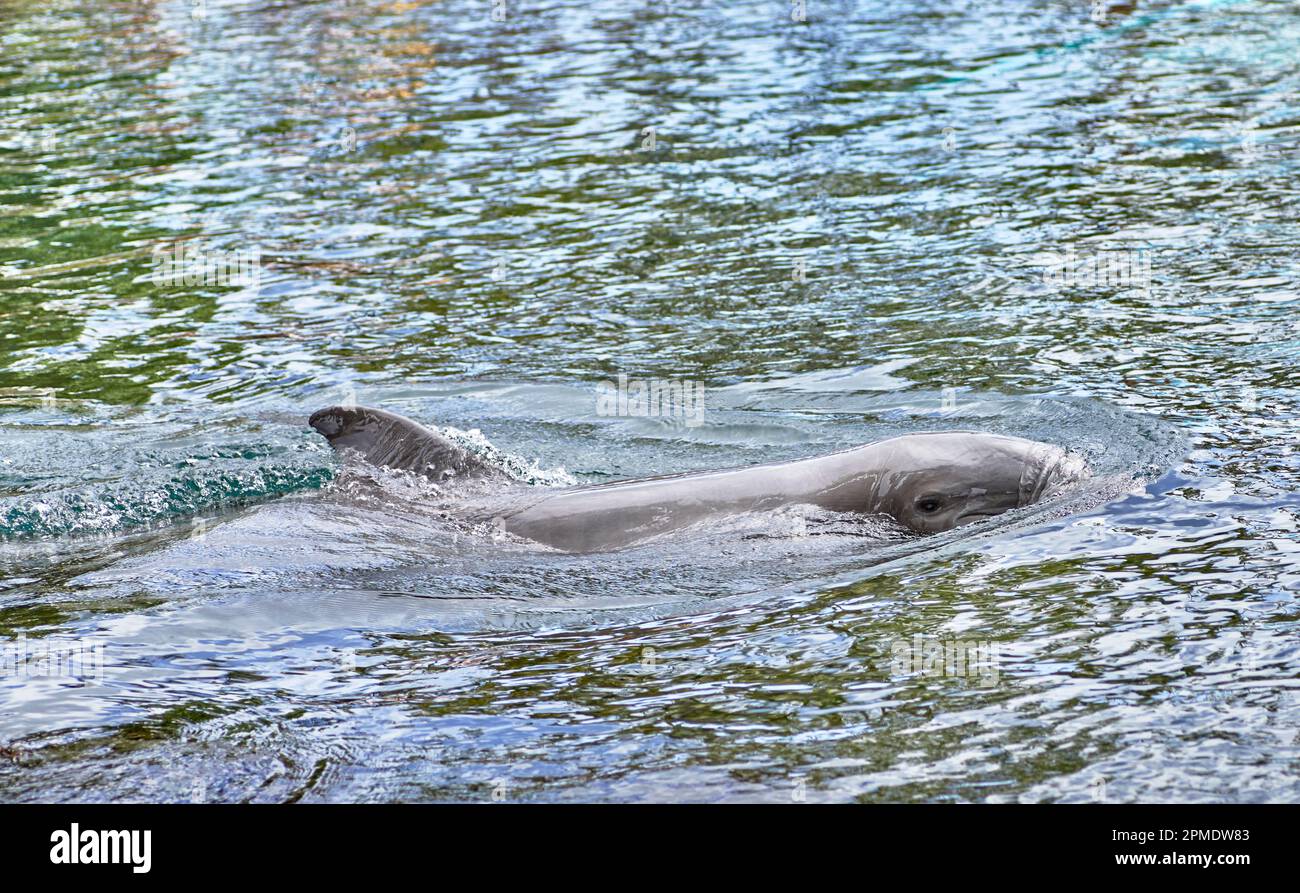 Trained Dolphin swimming with head above water looking towards Camera ...