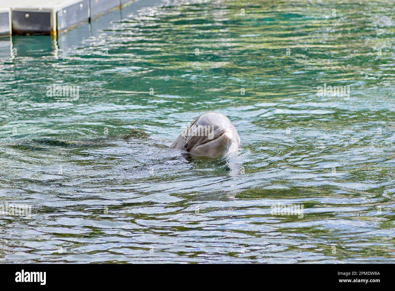 Dolphin looking at camera hi-res stock photography and images - Alamy